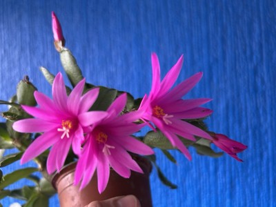 Rhipsalidopsis gaertneri Dark Pink Easter Cactus plant in the pot not ...