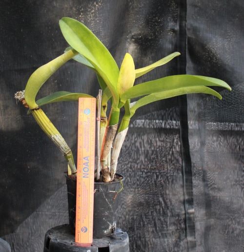 Orchids Laelia Cattleya Pot. Mem. Ralph Smith ‘Black Beauty’--SELECT ...