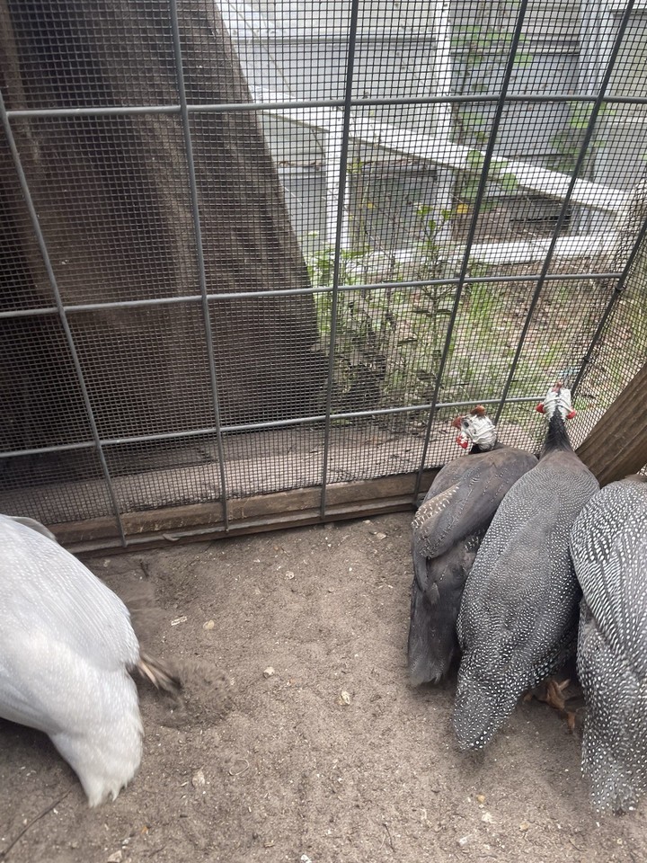 10 ++ Assorted Guinea fowl hatching eggs | eBay