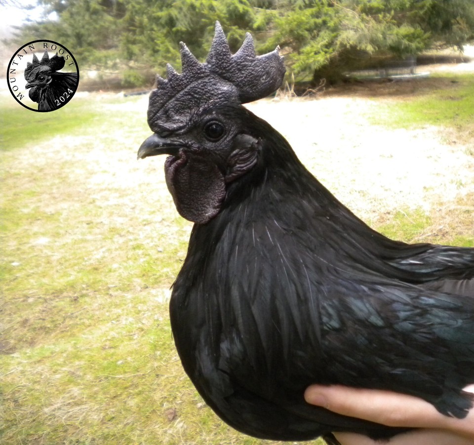 8+ SVART HONA Fertile Hatching Eggs Rare All Black Chicken Cold Hardy ...
