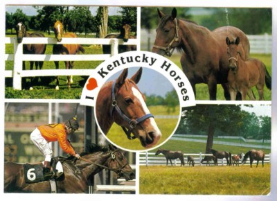 "I LUV KENTUCKY HORSES" RACETRACK AND FARMS LIKE CALUMET AND WALNUT ...