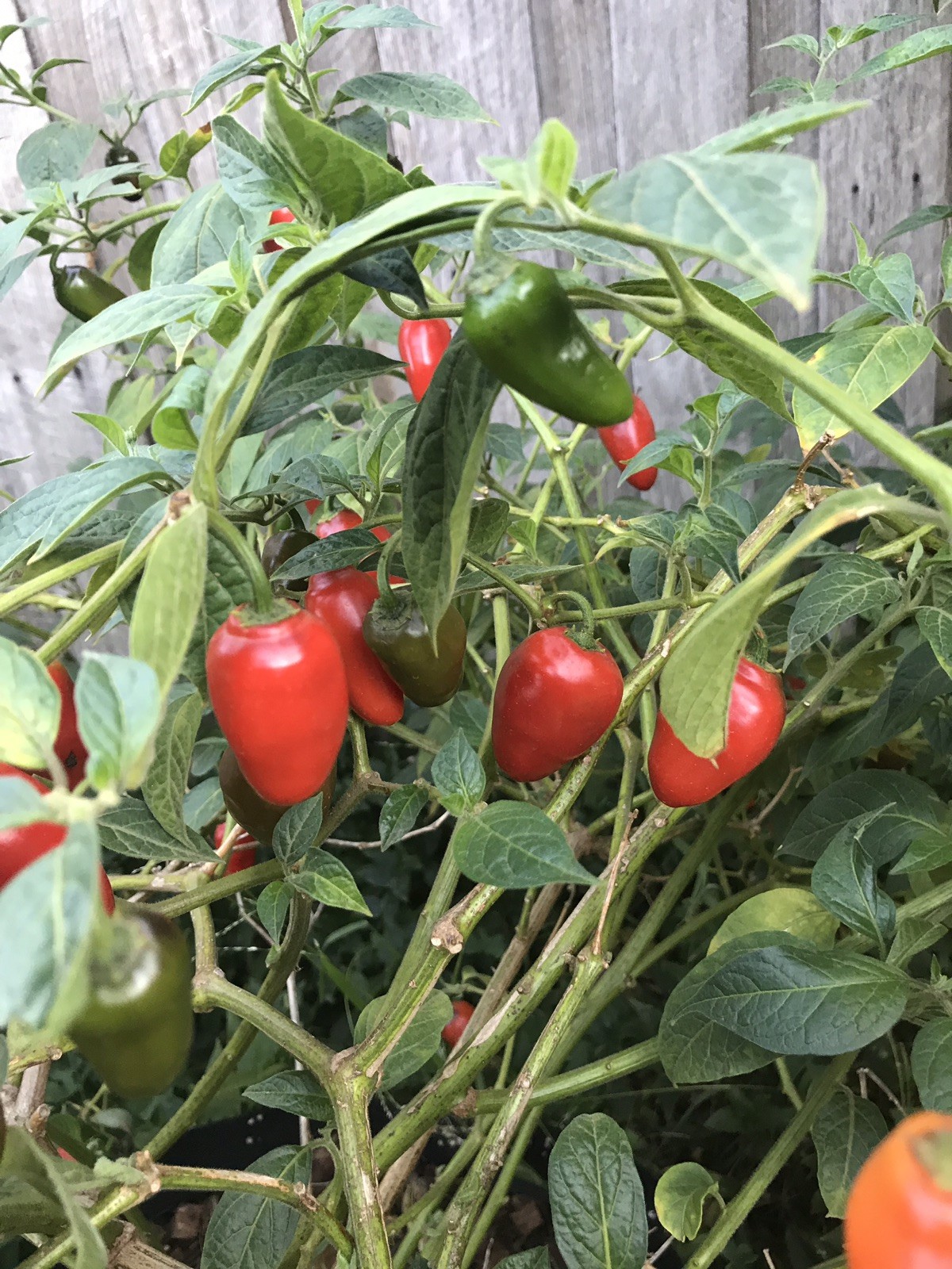 Rocoto Chilli Seeds x 10 Heirloom Horned Manzana Pepper Chili Spicy ...