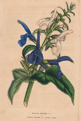 Salvia Patens Mexico Flower Flowers Botany Houtte | eBay