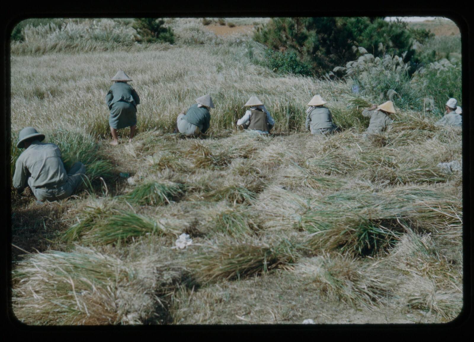 c1950 Natives Cutting Grass Okinawa Japan Red Border 33mm Side Trans 3 ...