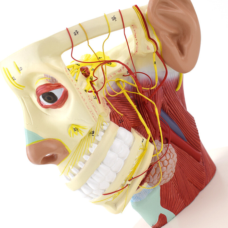 Nerves of Head Skull and five sense organs cosmetic plastic nerve model ...