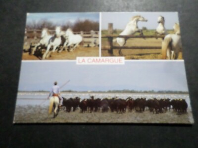 CP, Camargue Postcard Horses And Bulls, VF Postcard, Horse | eBay