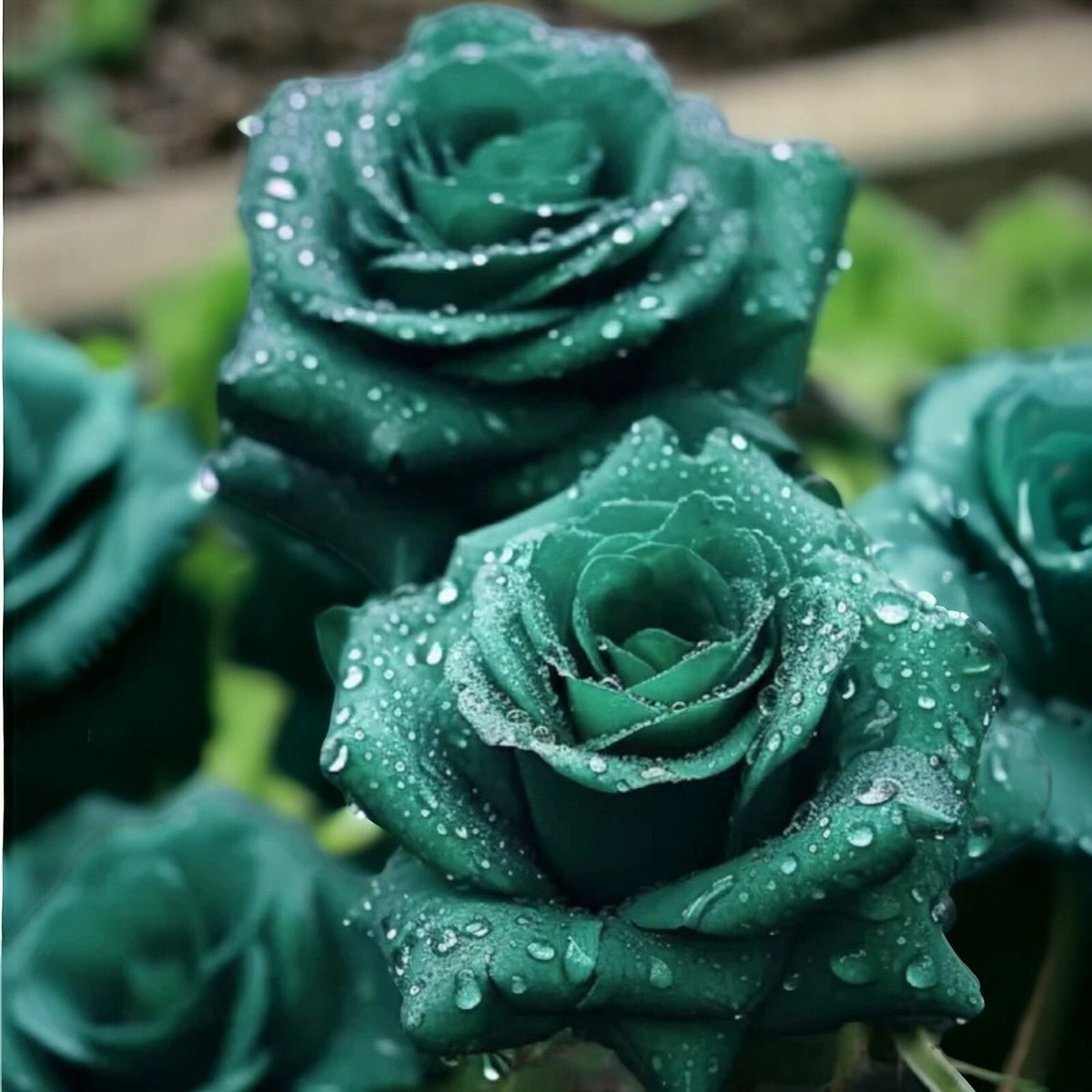 Natural Green Rose