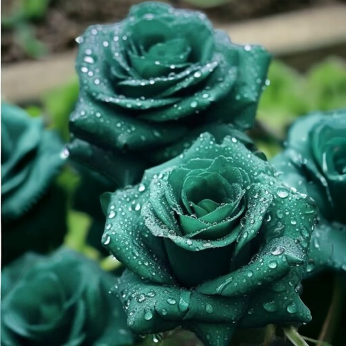 20 Scottish Green Rose Seeds - Non-GMO Heirloom Variety for Your Garden ...