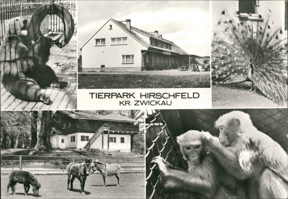 Voigtsgrün-Hirschfeld Tierpark Hirschfeld Kreis Zwickau DDR Pferde 1979 ...