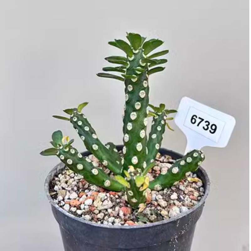 Euphorbia royleana Boiss. cactus Succulent plant Home decorating plant ...