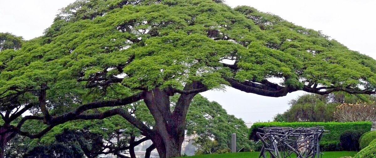 Monkey Pod Tree Seeds