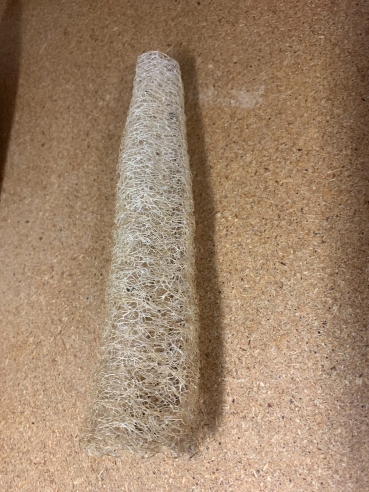 Loofah Luffa Sponge Heirloom seeds 15 + NON GMO gourd USA vegetable ...