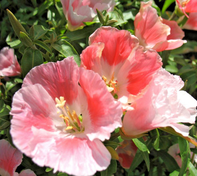 1300x Godetia Sybil Sherwood Azaleaflora Seeds - Double Salmon Blooms ...