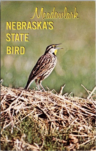 Nebraska State Bird Meadowlark NE Unused Vintage Postcard H3 | eBay