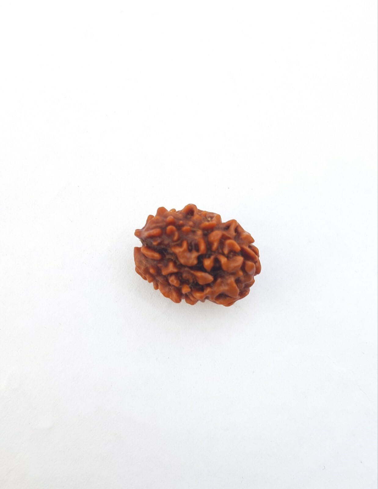 3 Mukhi Rudraksha / Three Face Rudraksh Nepal Bead Lab Certified | eBay