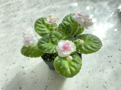 African Violet Starter Plant Watermelon Snow White Pink Variegated | eBay