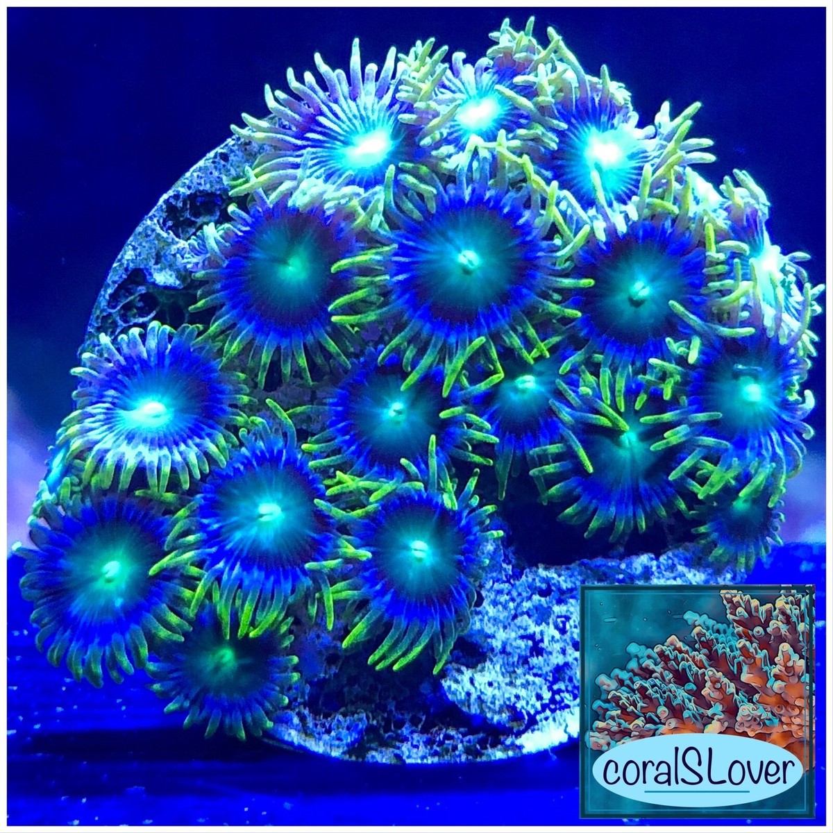 Zoanthids For Sale