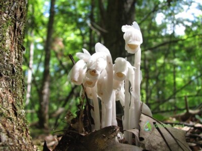 10 Seeds Monotropa Uniflora Ghost Plant Indian Pipe Herbaceous ...