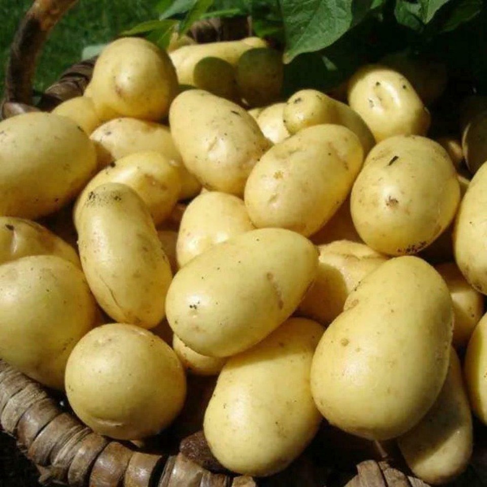 Seed Potatoes 70+ Varieties - Scottish Basic Seed Potatoes X20 Tubers ...