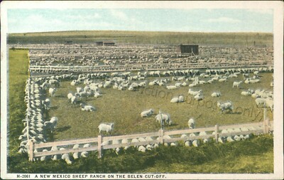 Belen, NM: Sheep Ranch - Vintage Valencia County, New Mexico Postcard ...