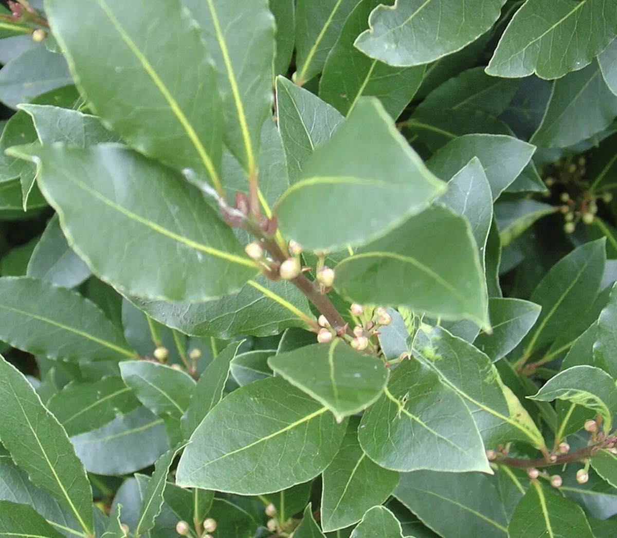 Bay Leaf Tree