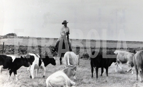 Photo de presse vintage Animaux Regno Britannique Wilbur Underwood Cow ...