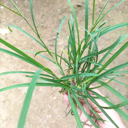 Ayurvedic Dry Paragis Plant 2oz Eleusine Indica Goosegrass Family ...