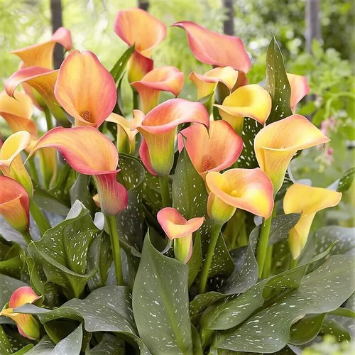 Zantedeschia Morning Sun x 5 Flower Bulbs.Calla Lily.Red/Orange Summer ...