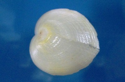 Corculum Cardissa 40.6 mm GEM , lovable yellowish beauty WOW | eBay