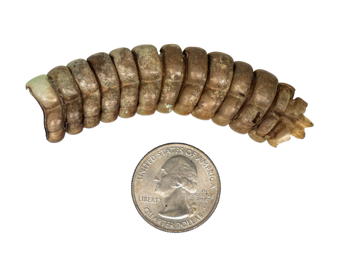 Rattlesnake Rattle