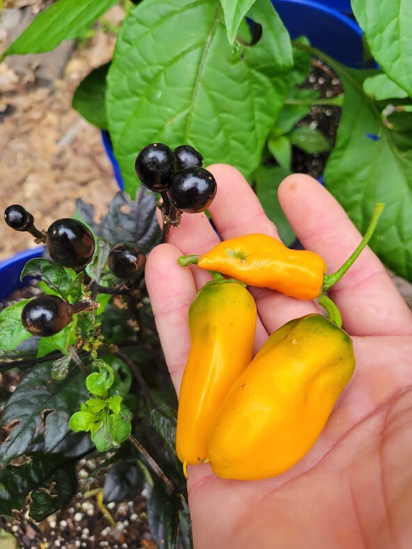 Golden Marconi Rosso Italian Sweet Pepper Seeds Unique Creek Homestead ...