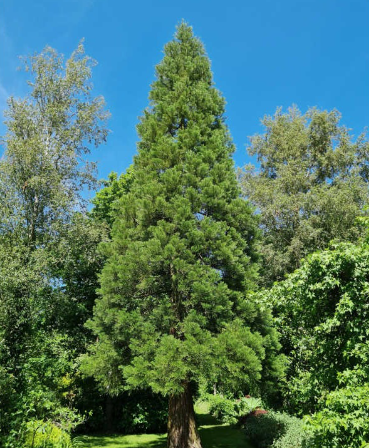 Giant Sequoia Tree – Live Plant 24–30” Tall – Potted | eBay