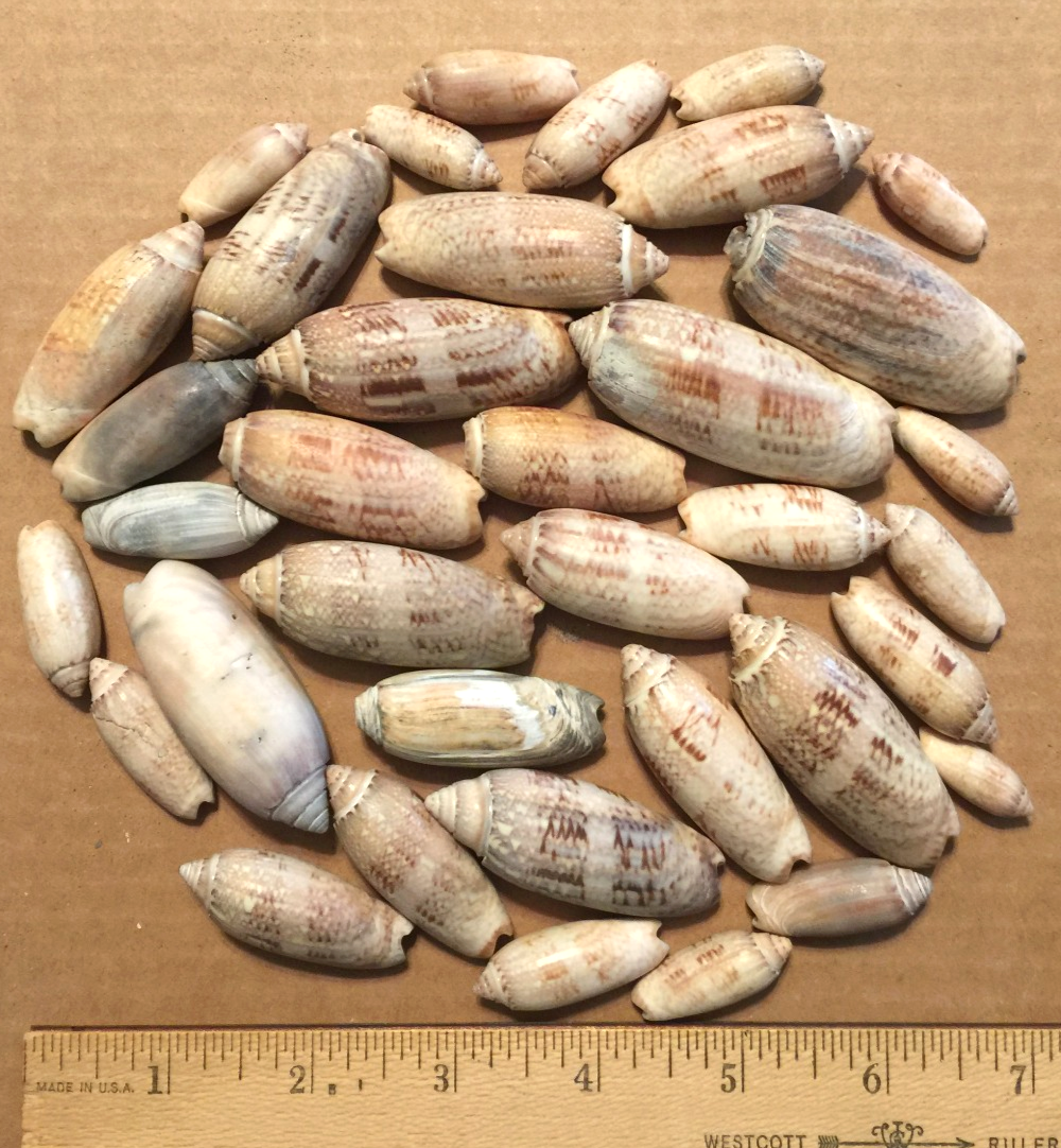 Lot 30 Assorted & Lettered Olive Sea Shells Beach Arts Crafts Decor Sz ...