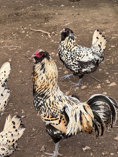 12 + Lemon Owlbeard hatching eggs - GFF line - ships in foam | eBay