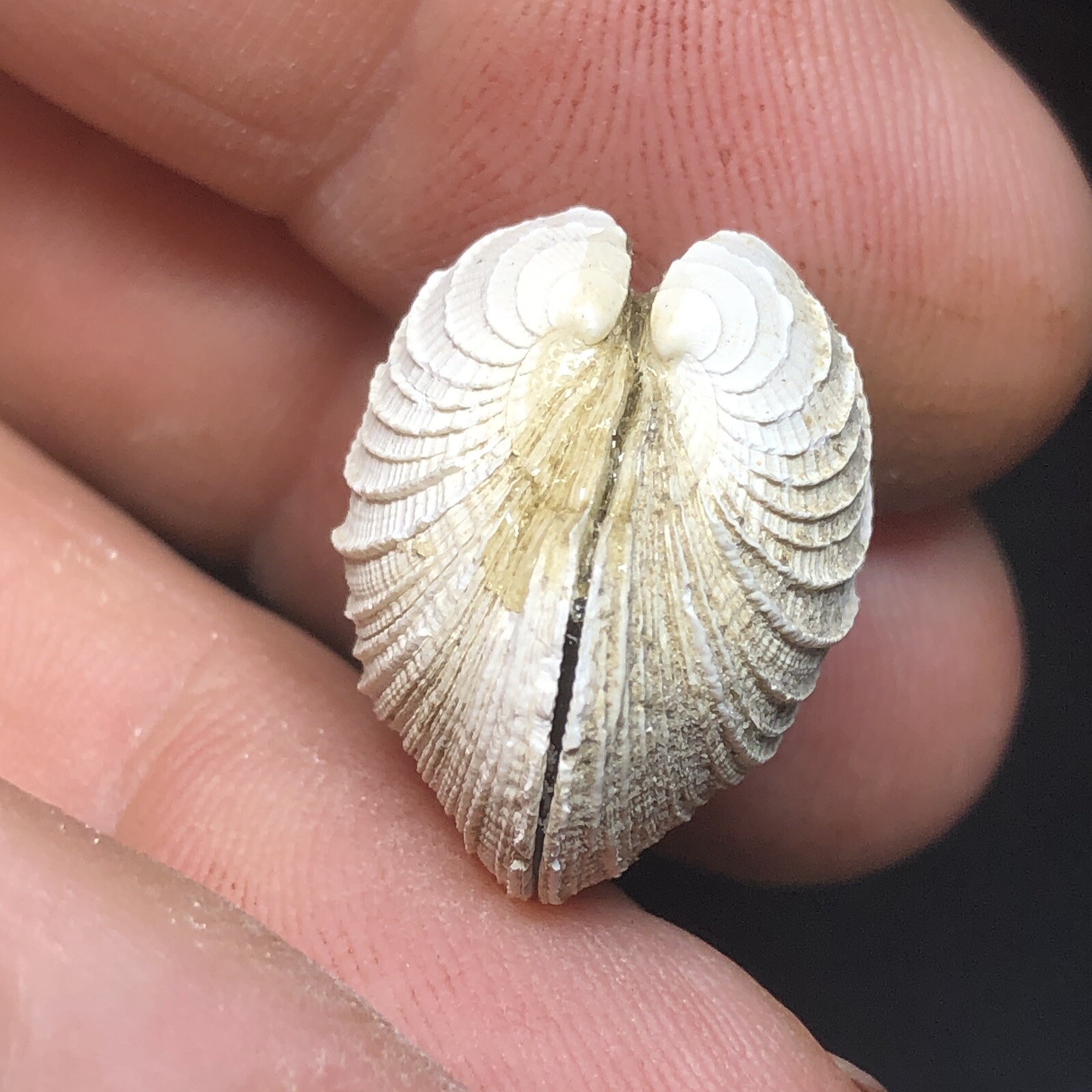 Very Nice Fossil Bivalve Sea Shell From Pliocene Age / Sarasota Florida ...