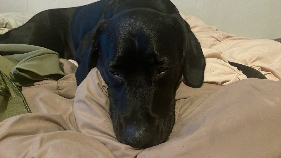 Sponsor A Dog🙏🇺🇸☯️(I Rescue Dogs) | eBay