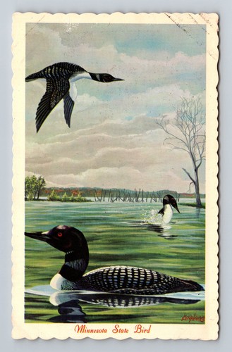 MN-Minnesota State Bird Common Loon Vintage Postcard Standard Souvenir ...