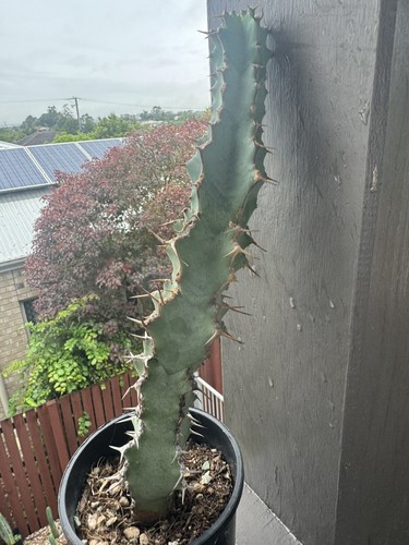 Euphorbia coerulescens Rare African Spurge 27cm From Top Of Soil | eBay