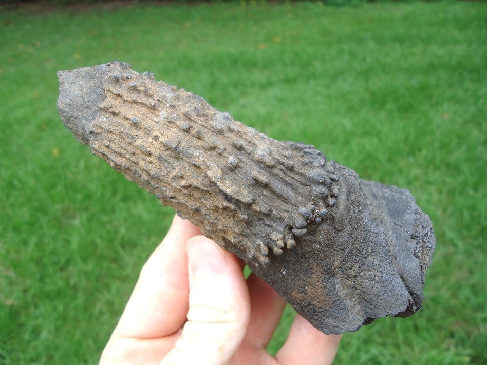 WHOPPER SIZE DEER ANTLER FLORIDA FOSSILS ICE AGE EXTINCT HORN BONES ...