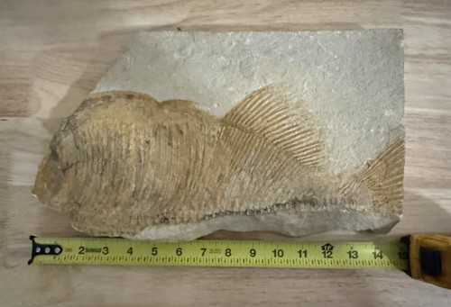 Partial Large Fossil Fish | eBay