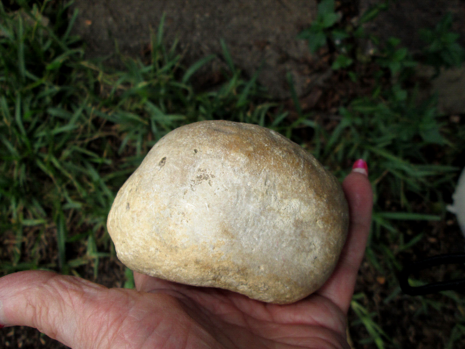 LAKE WACO 1980 Texas Fossil Echinoid Holaster Simplex Cretaceous Age 2 ...