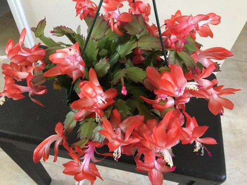 Red Christmas/ThankGiving Zygo cactus Schlumbergera mature live plant ...