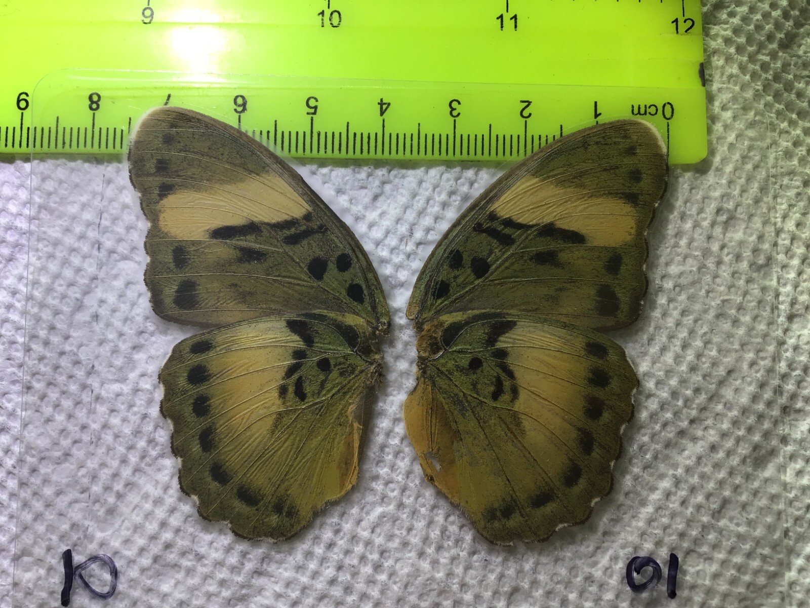UAE 01 A+/ A Euphaedra phaethusa ?? Nymphalidae Butterfly of Africa | eBay