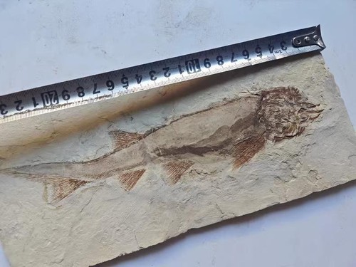 Late Mesozoic natural fish fossils. Wolf finned fish fossil specimens ...