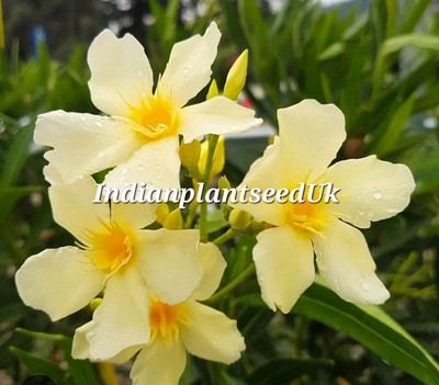 Mature Yellow Nerium Oleander Kaner 60-70cm Plant 5ltr Pot | eBay UK