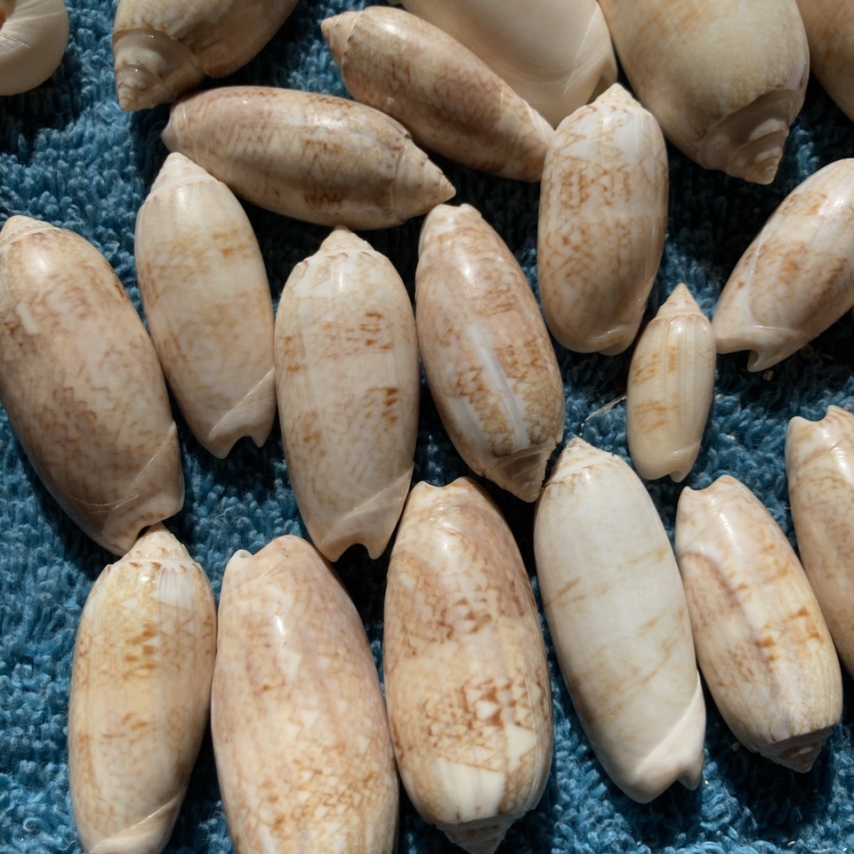 55 PC Natural Shark Eyes Sea Shells Sun Ray Venus Lettered Olive | eBay
