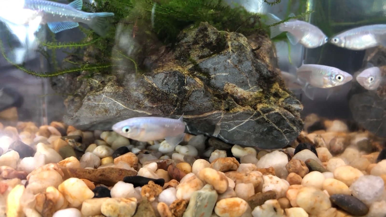 8 Medaka, Platinum Blue Miyuki Japanese Rice Fish, Easy Hardy Aquarium ...