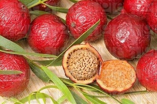 5 X DESERT QUANDONG,Santalum acuminatum,Native,Bush Tucker Shrub Spice ...