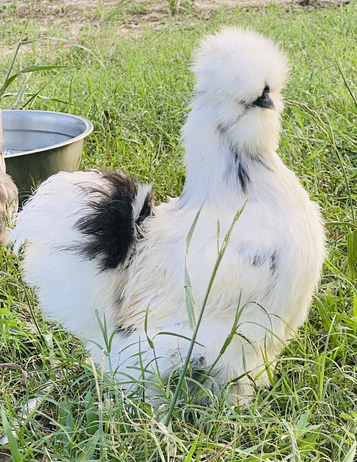 6 Bearded/Crested Show Quality Silkie & Showgirl chicken hatching eggs ...