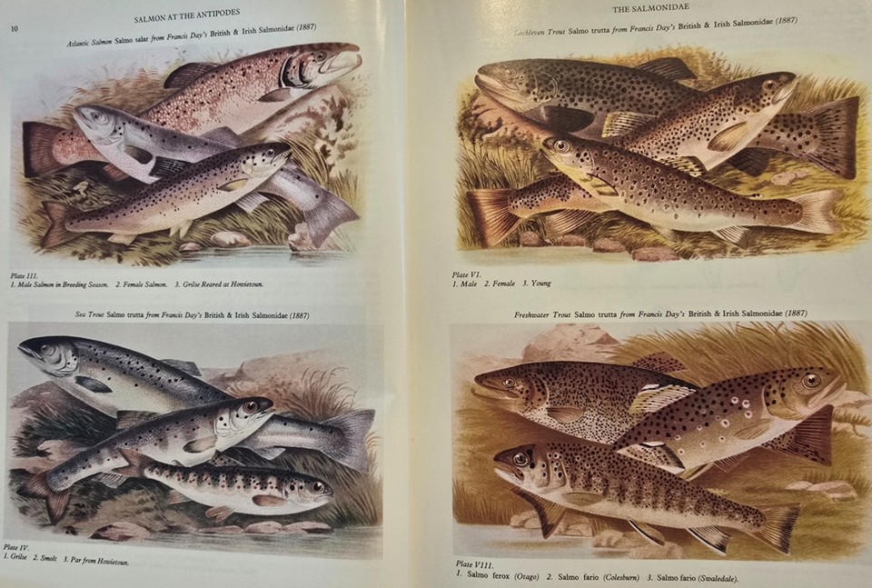 SALMON AT THE ANTIPODES History of Trout Salmon and Char & Coarse Fish ...
